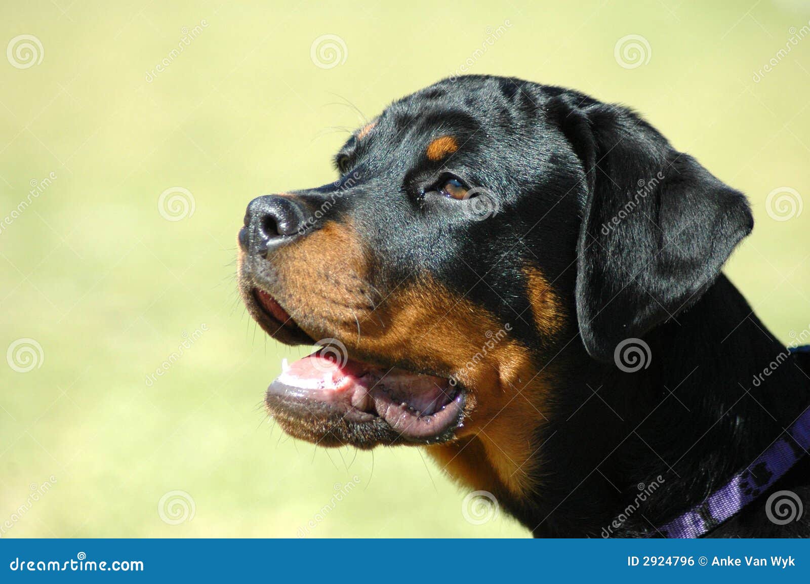 Rottweiler stock photo. Image of outdoors, bred, beautiful - 2924796