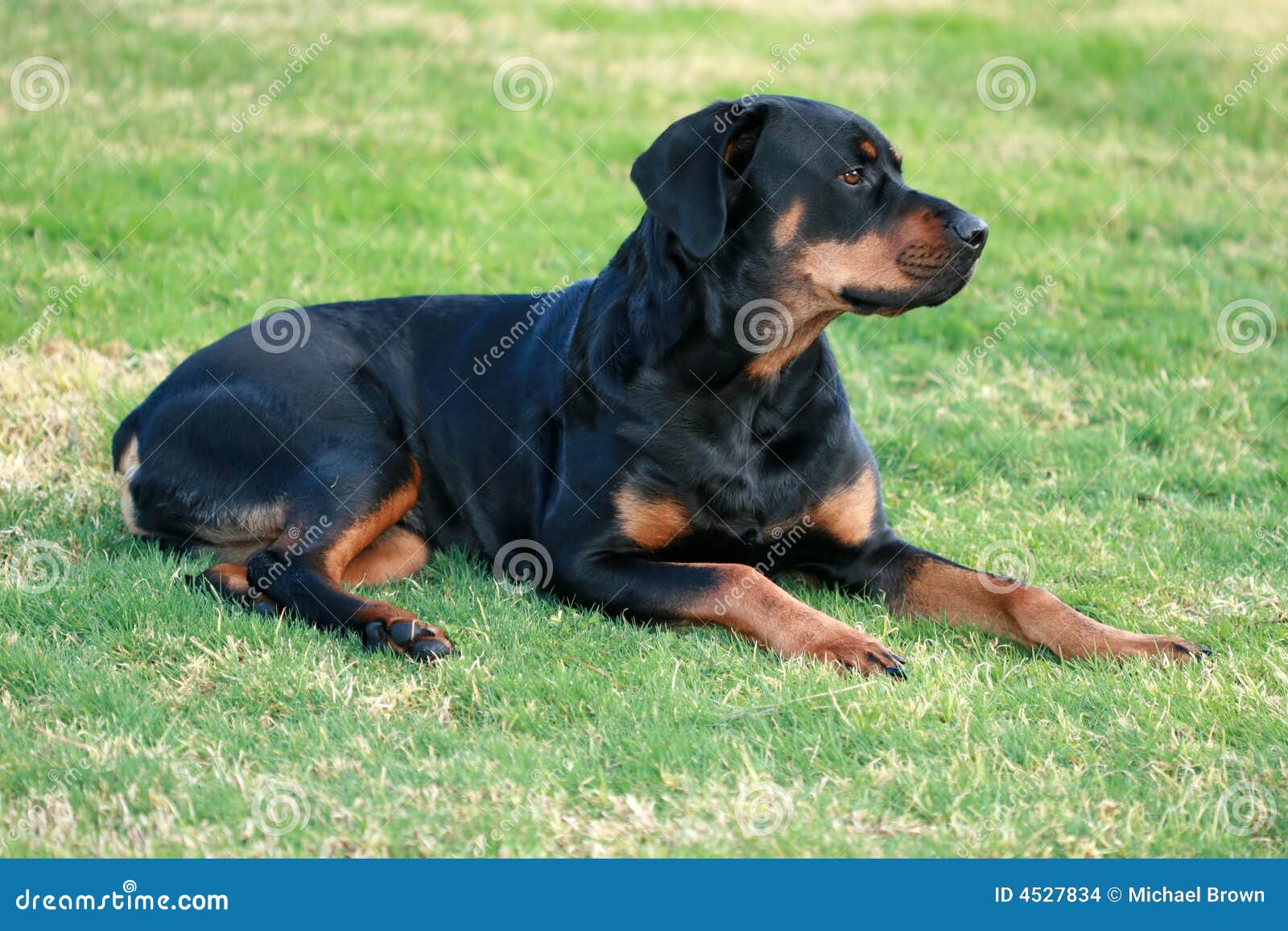 Rottweiler stock photo. Image of rottweiller, brown, rottweiler - 4527834