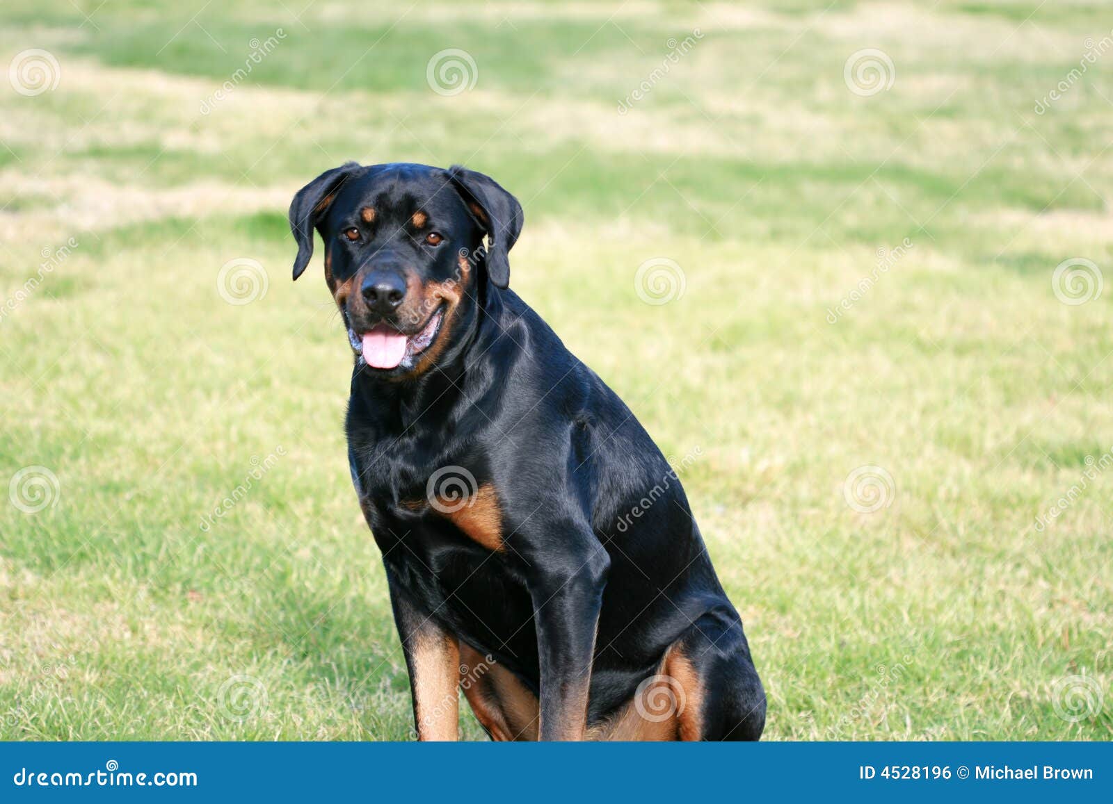 Rottweiler stock photo. Image of grass, animals, friendly - 4528196