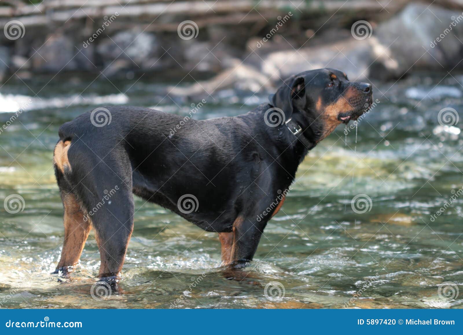 Rottweiler stock photo. Image of wading, canine, creek - 5897420