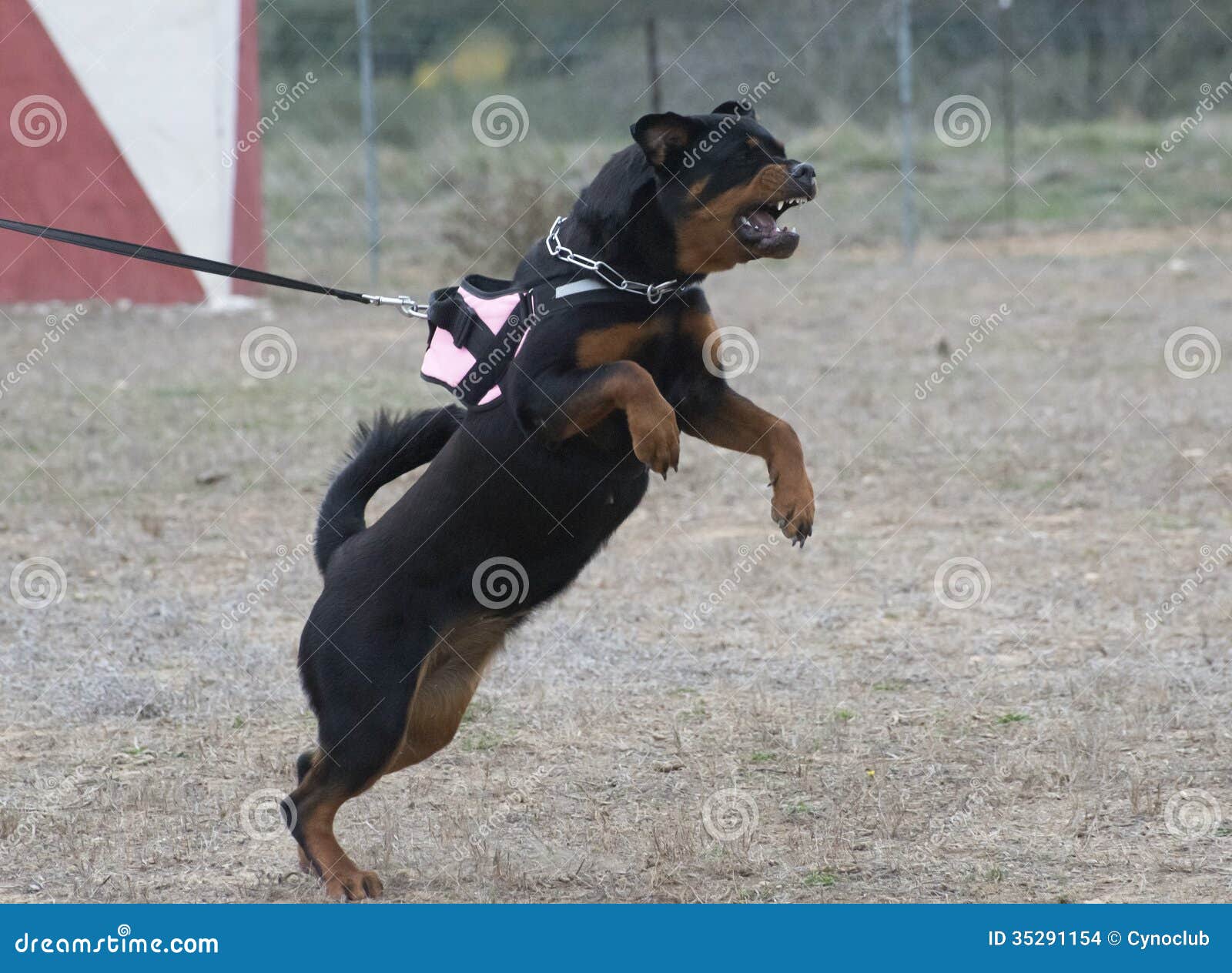 Rottweiler agressivo foto de stock. Imagem de nave, perigo - 35291154