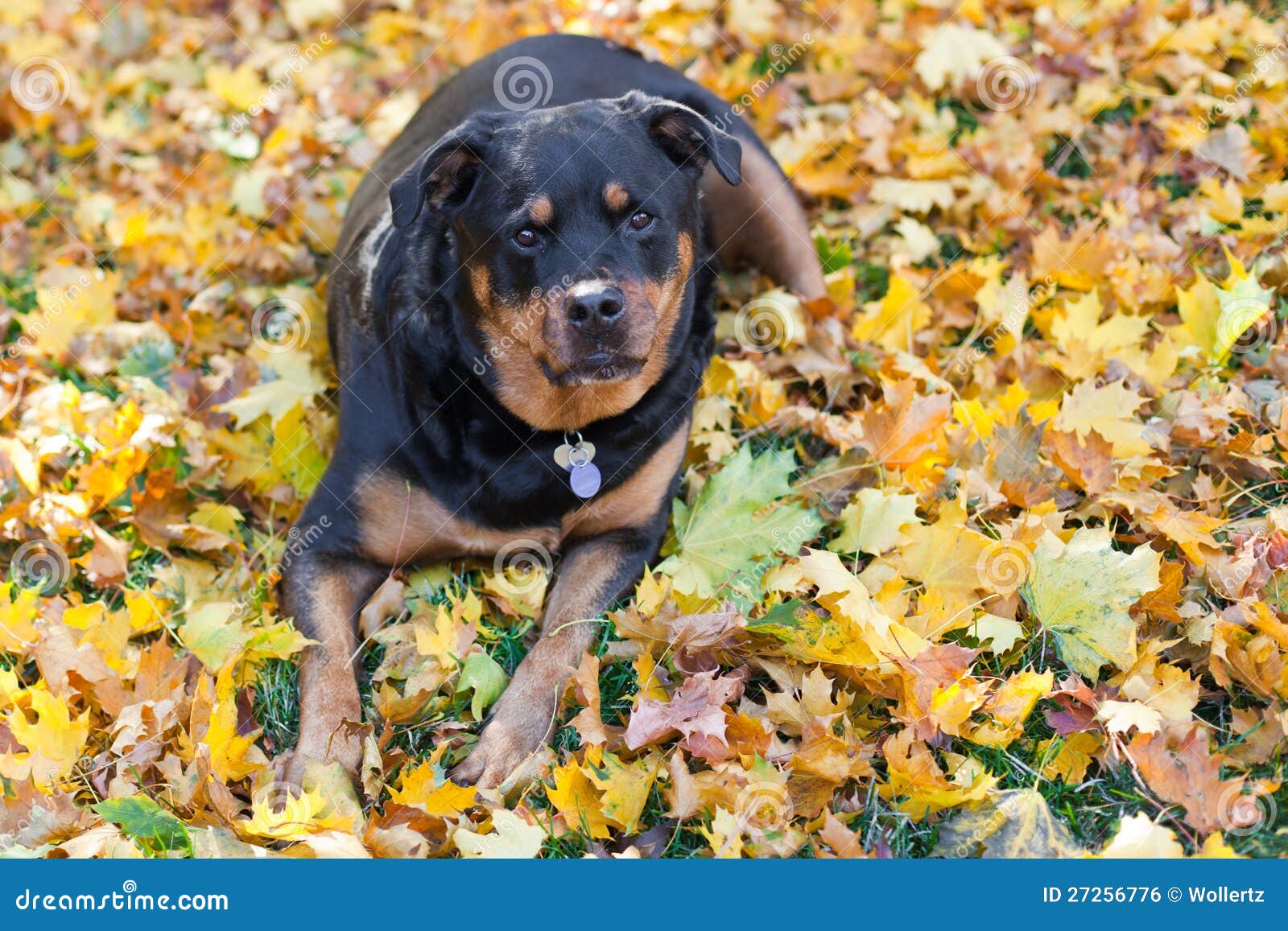 Rottweiler and autumn stock photo. Image of golden, maple - 27256776