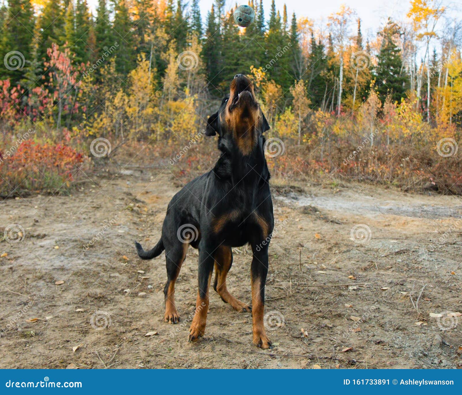 Rottweiler Autumn Fall Ball Catch Stock Image - Image of domestic ...