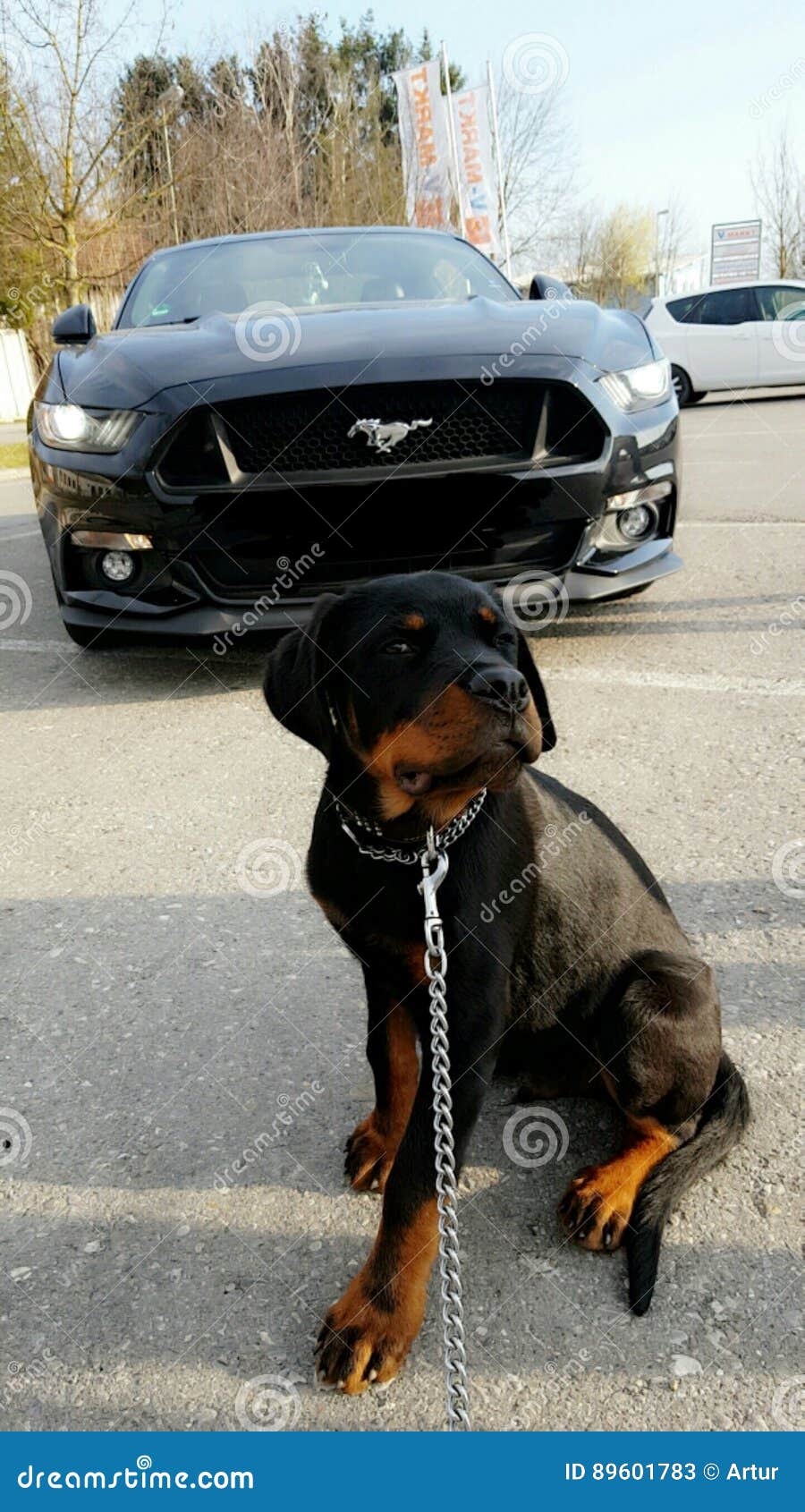 Rottweiler editorial stock photo. Image of rottweiler - 89601783