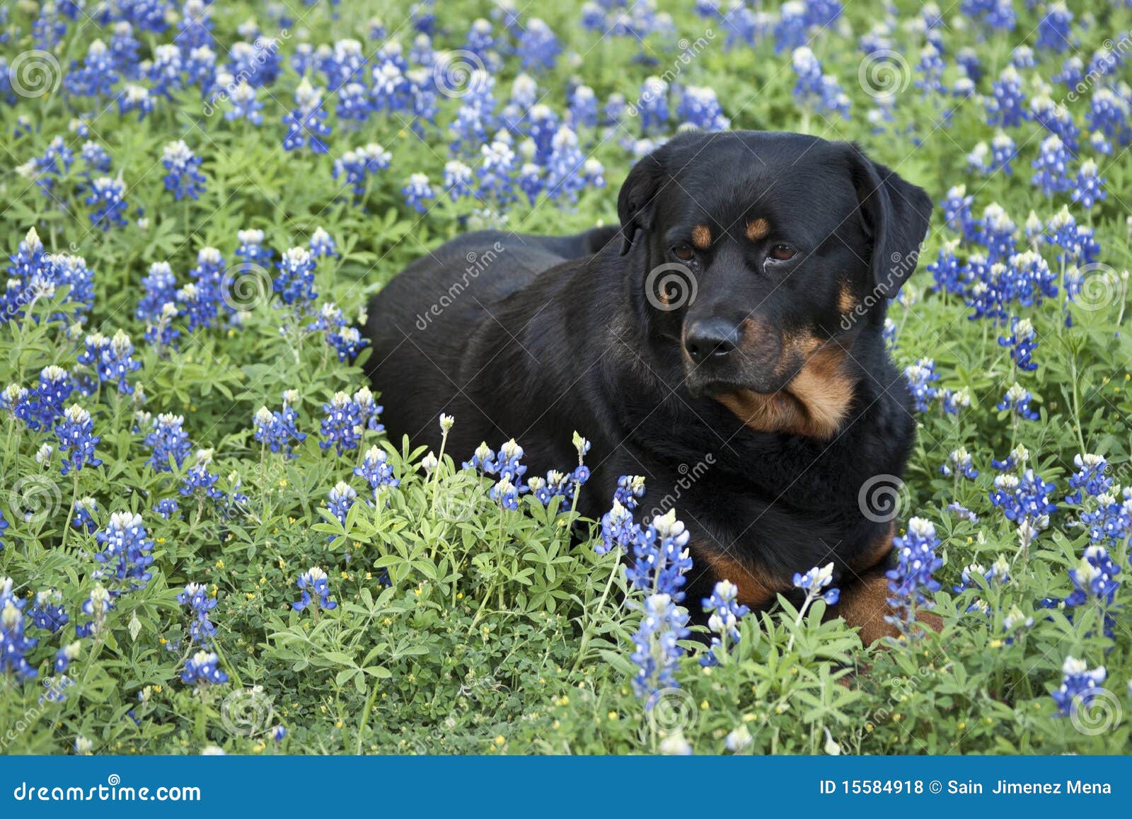 Rottweiler on a Bluebonnet Flowers Stock Photo - Image of rottweiller ...
