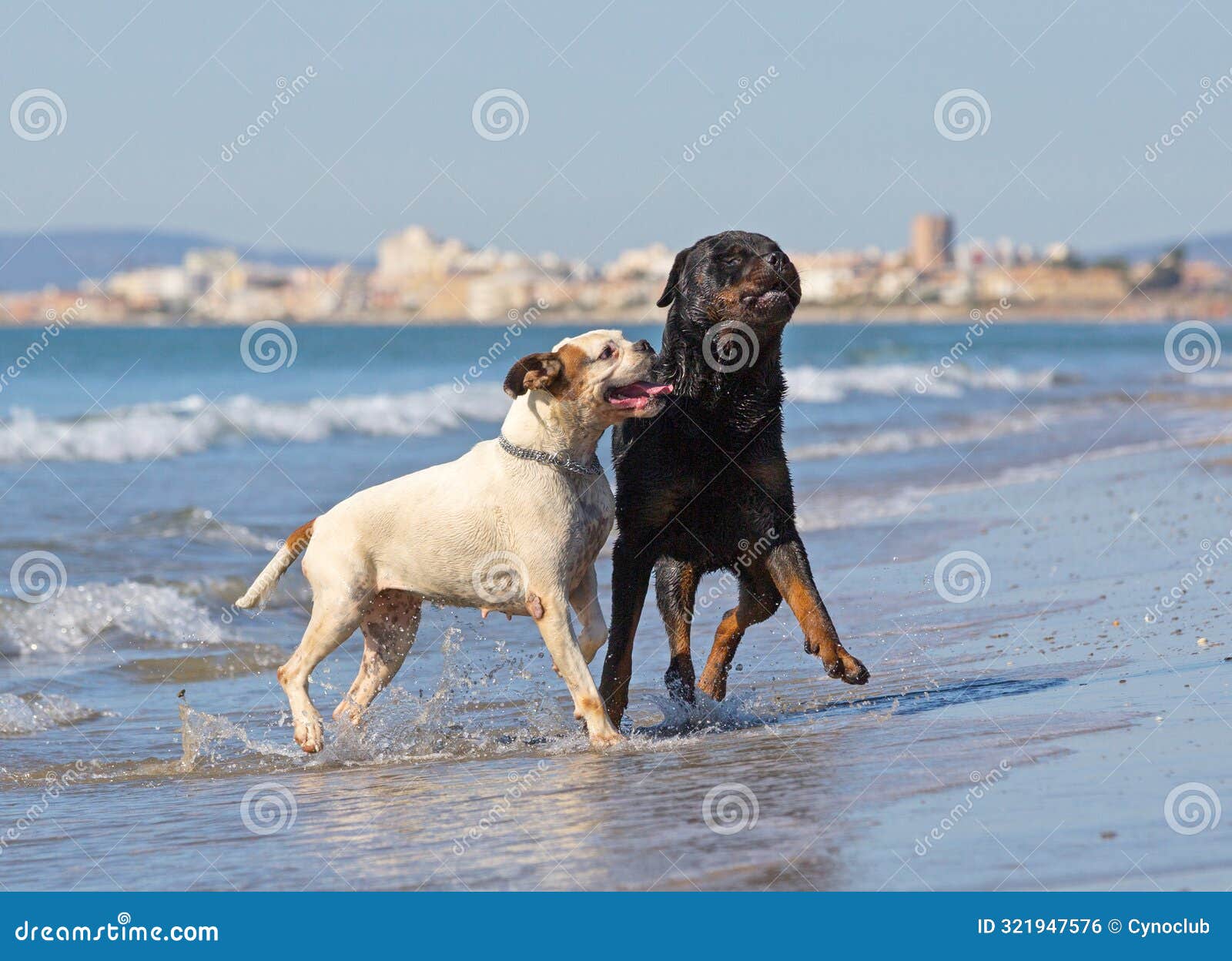 Rottweiler and boxer stock photo. Image of animal, boxer - 321947576