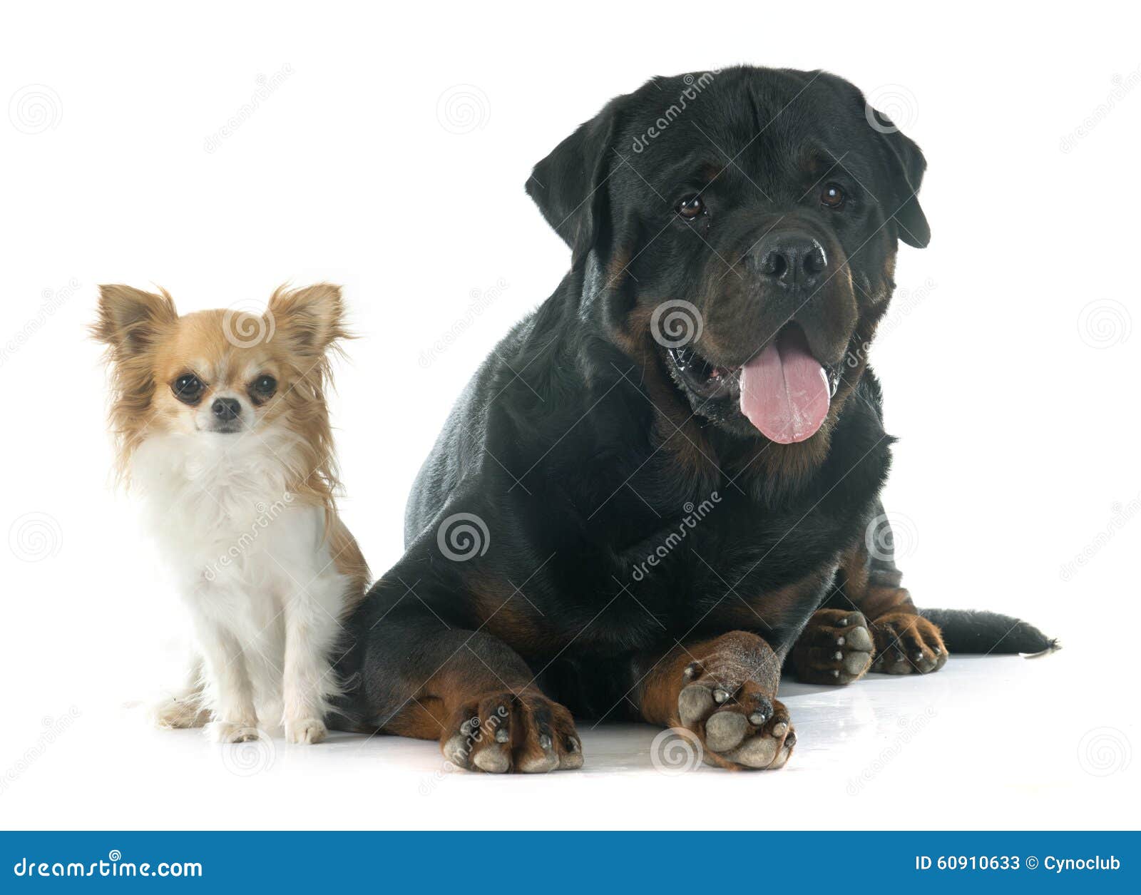 Rottweiler and chihuahua stock image. Image of puppy - 60910633