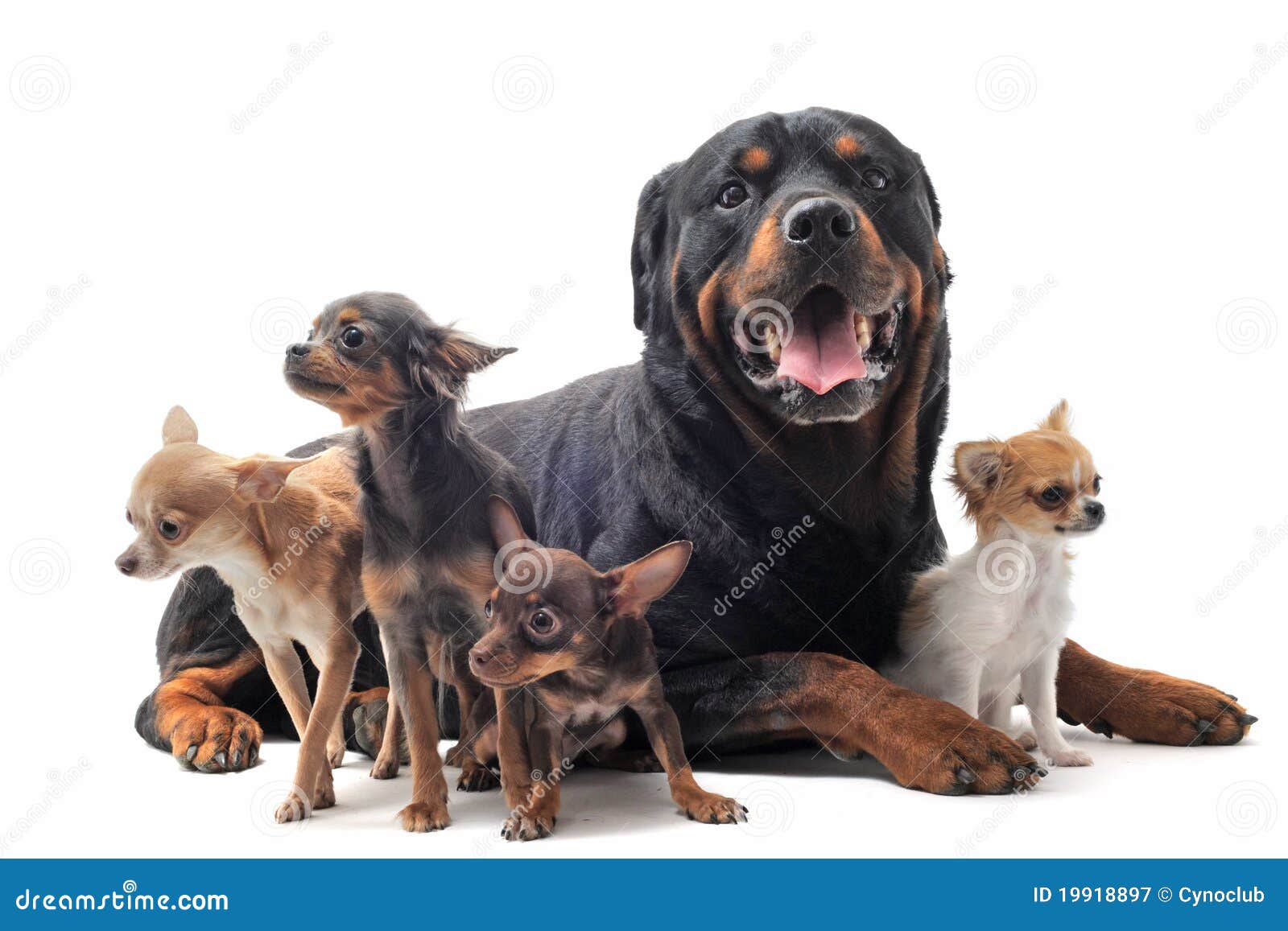 Rottweiler and chihuahuas stock image. Image of canine - 19918897