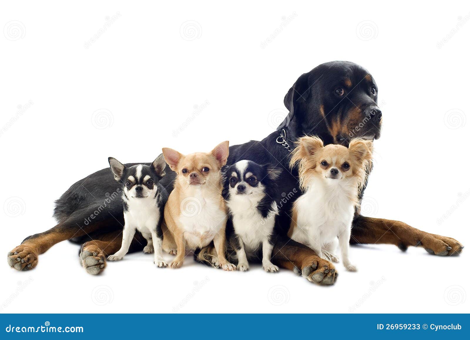 Rottweiler and chihuahuas stock image. Image of down - 26959233