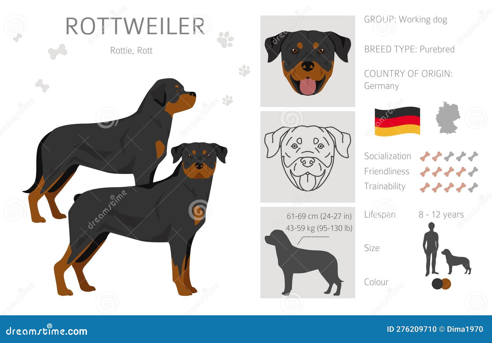 Rottweiler Clipart. Different Poses, Coat Colors Set Stock Vector ...