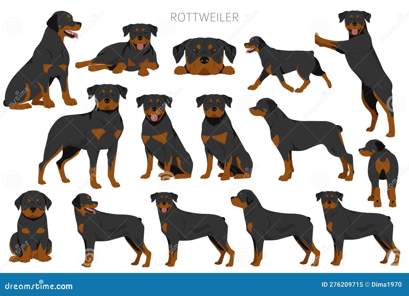 Rottweiler Clipart. Different Poses, Coat Colors Set Stock Vector ...