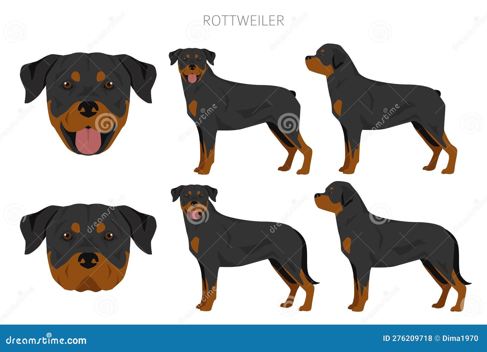Rottweiler Clipart. Different Poses, Coat Colors Set Stock Vector ...