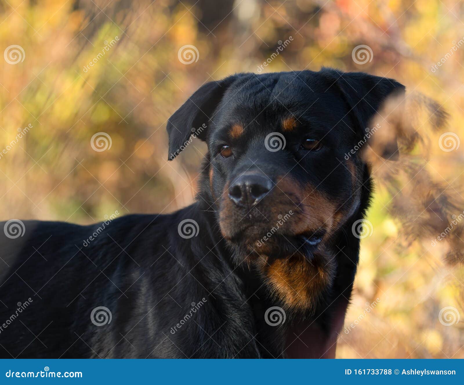Rottweiler Close Up Face Autumn Stock Photo - Image of outdoors ...