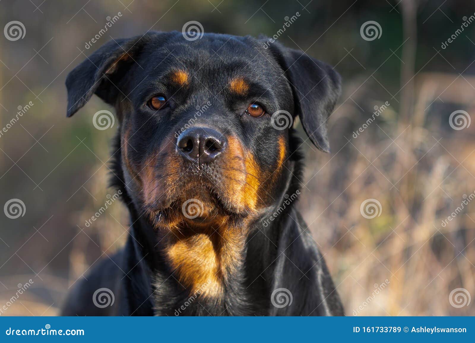 Rottweiler Close Up Face Autumn Fall Stock Image - Image of active ...