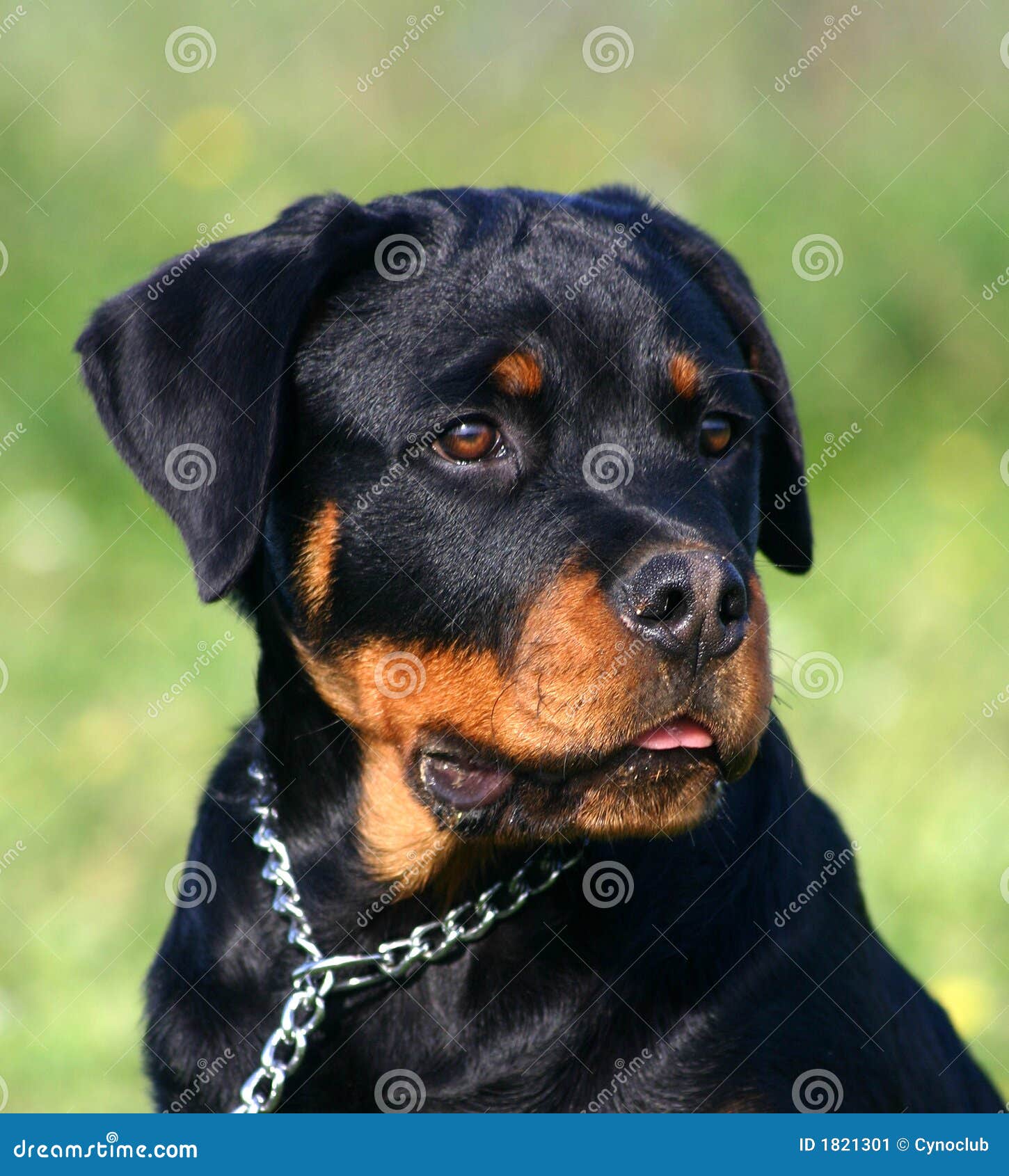 Rottweiler de chiot image stock. Image du herbe, chien - 1821301