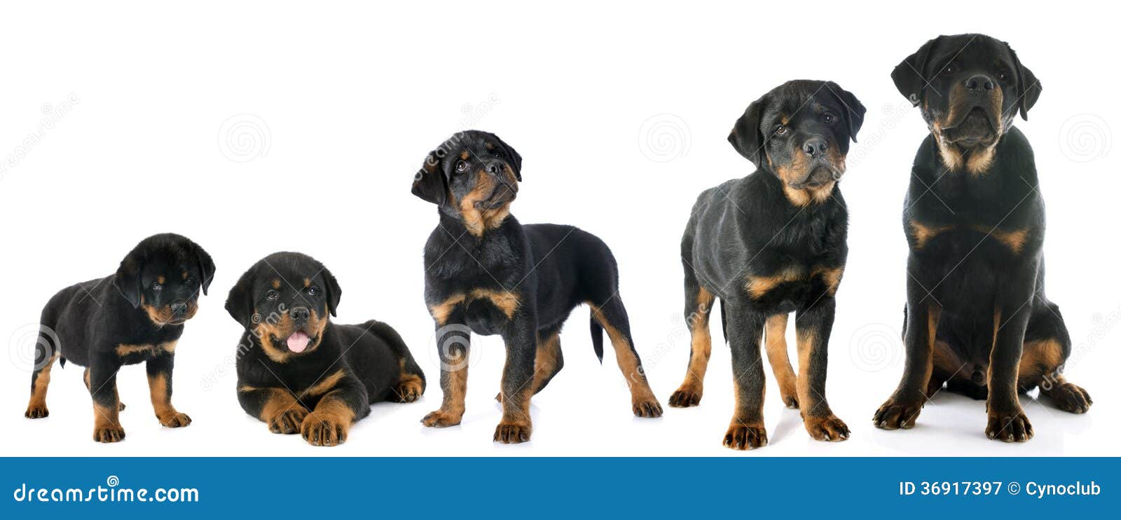 Rottweiler de chiot image stock. Image du chéri, noir - 36917397