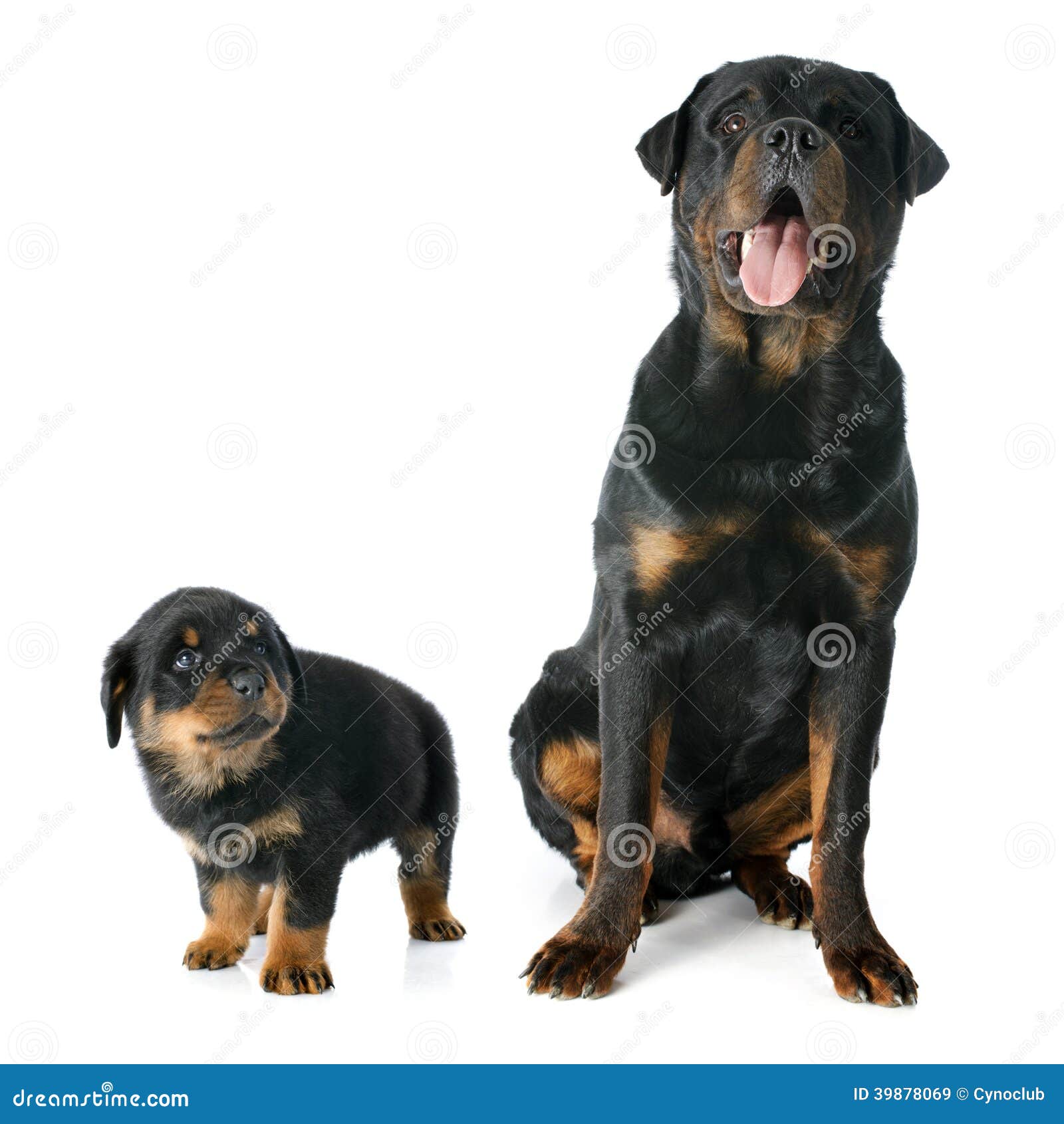 Rottweiler De Chiot Et D'adulte Image stock - Image du purebred, noir ...