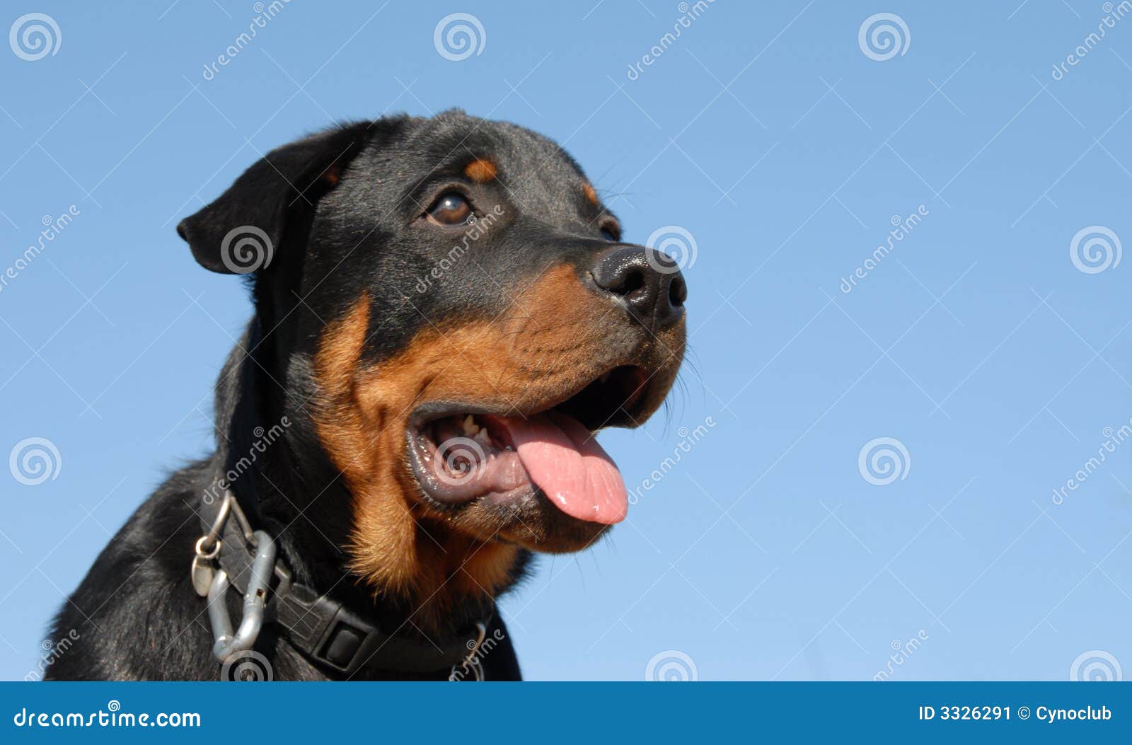 Rottweiler do bebê imagem de stock. Imagem de companheiro - 3326291