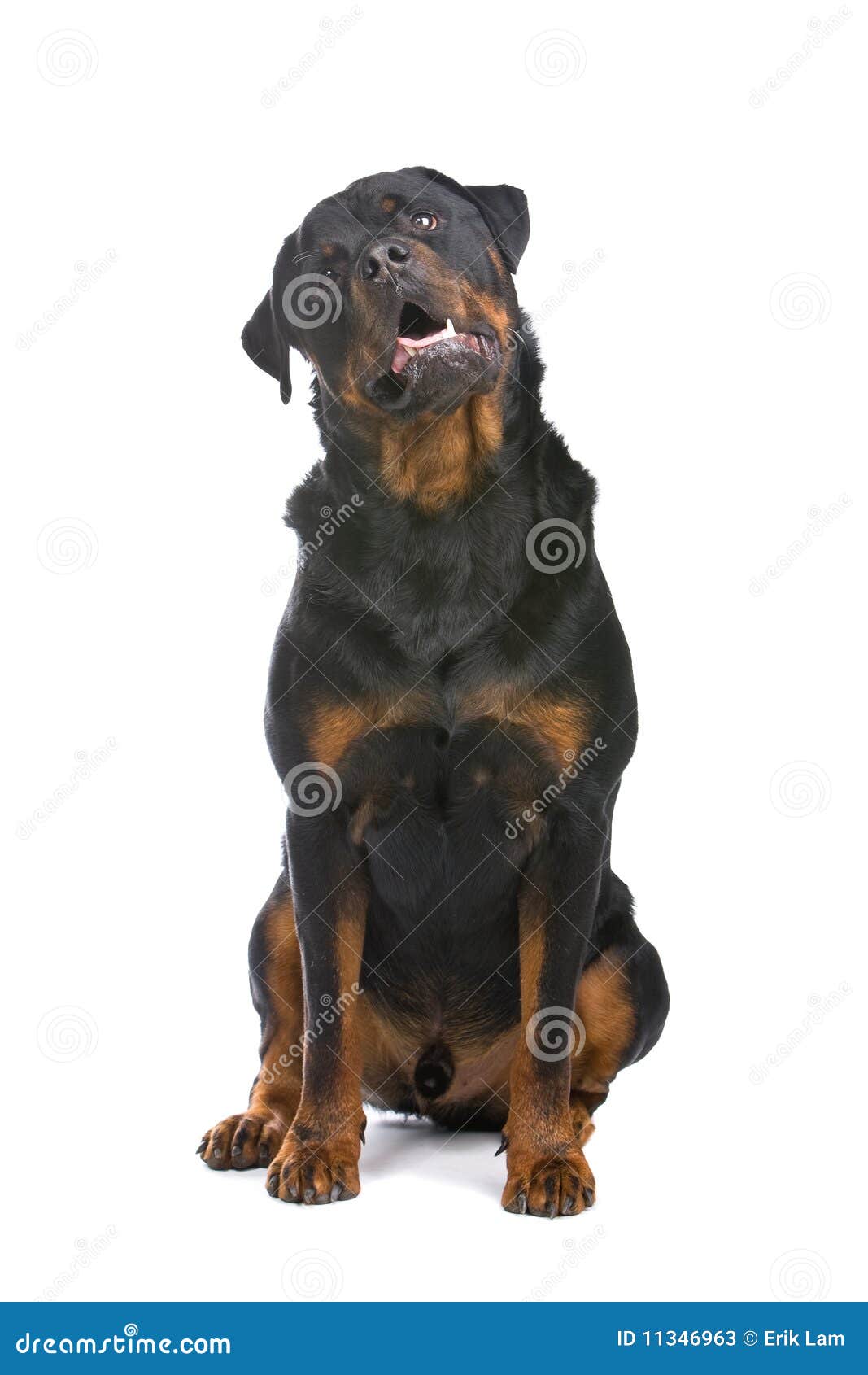 Rottweiler dog stock image. Image of teeth, breed, familiaris - 11346963