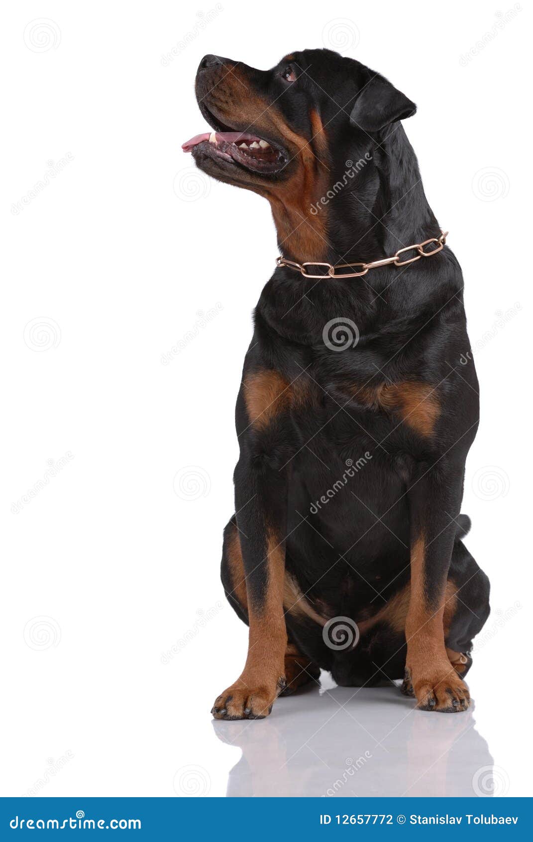 Rottweiler dog stock photo. Image of brood, puppy, breed - 12657772