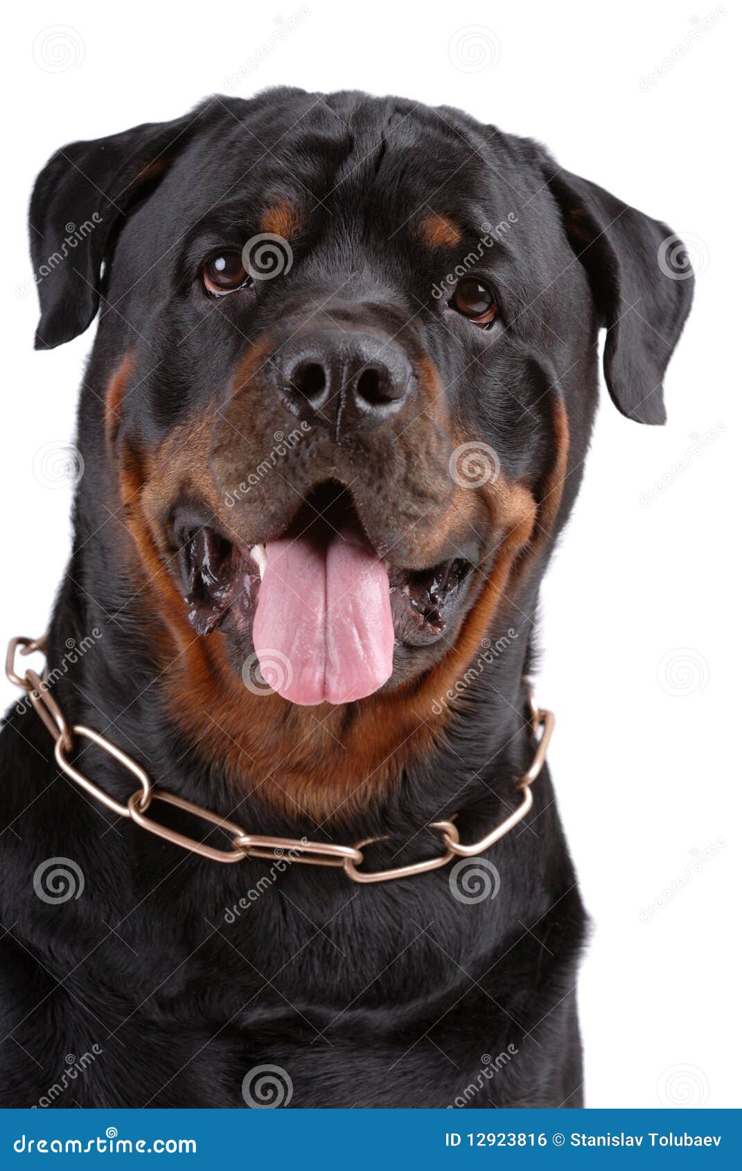 Rottweiler dog stock photo. Image of puppy, rottweiler - 12923816