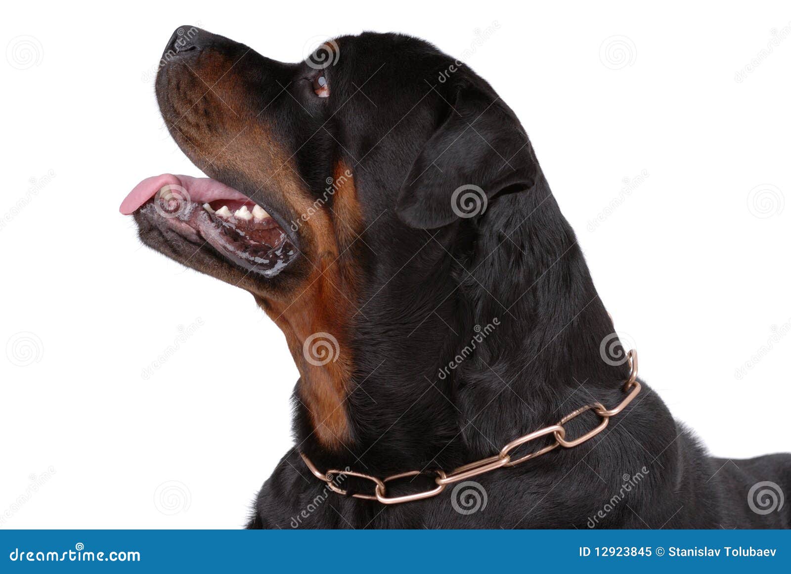 Rottweiler dog stock image. Image of wool, nose, portrait - 12923845