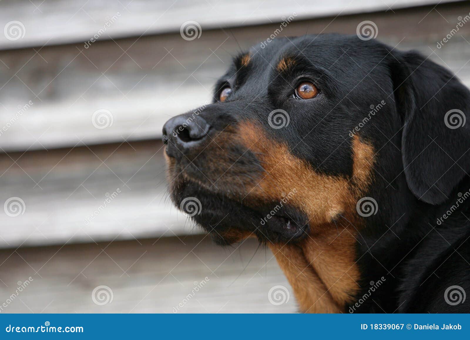 Rottweiler dog stock image. Image of natural, concentrated - 18339067