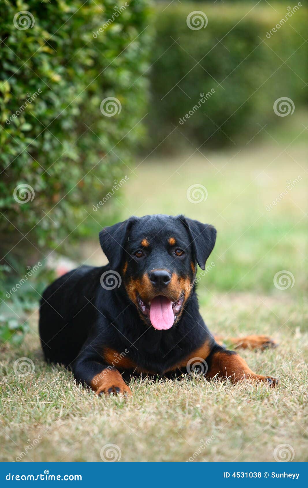 Rottweiler dog stock photo. Image of tongue, rotty, rottweiler - 4531038