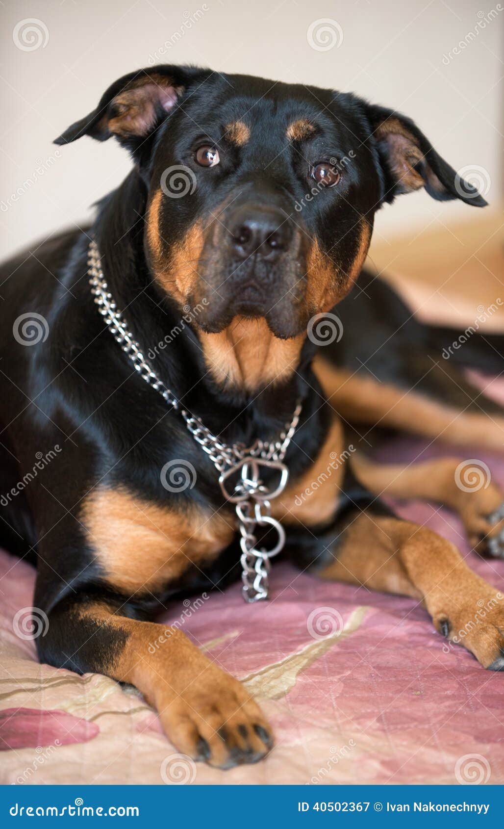 Rottweiler dog stock image. Image of lying, black, purebred - 40502367