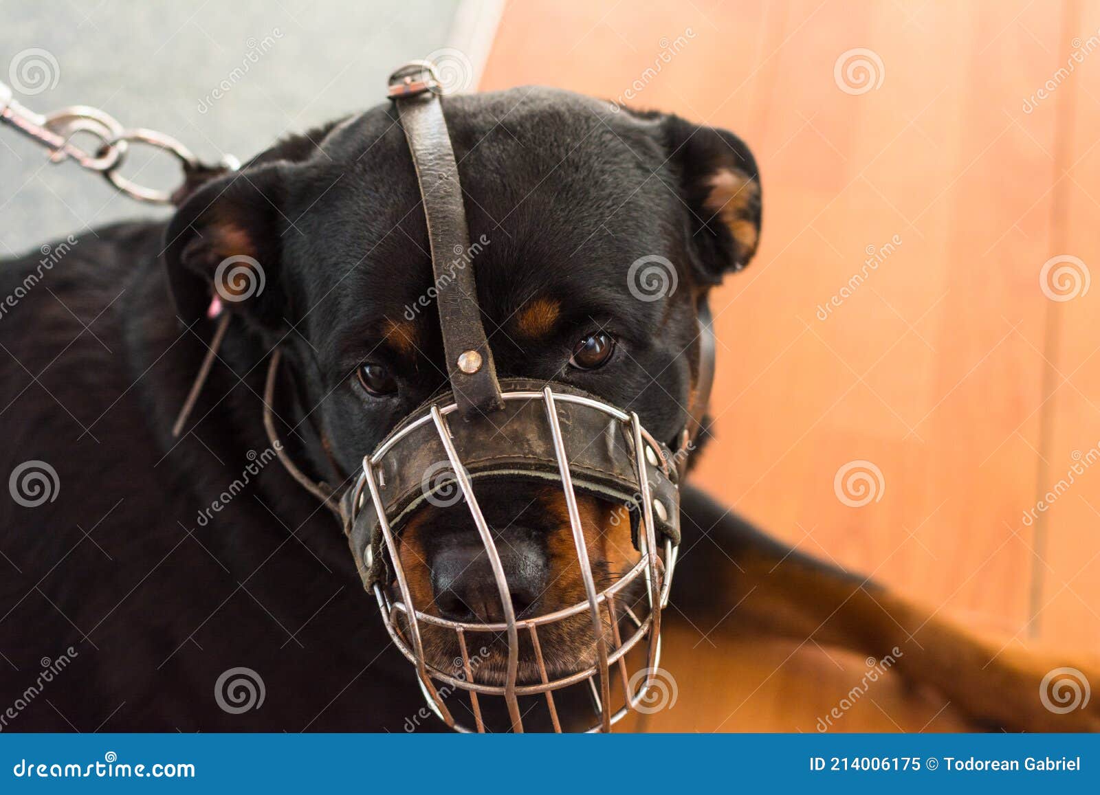 Rottweiler Dog Breed Wuth Metallic Muzzle at the Veterinary Clinic ...