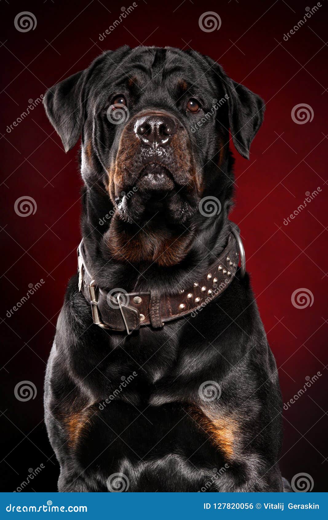 Rottweiler Stock Image | CartoonDealer.com #4528015