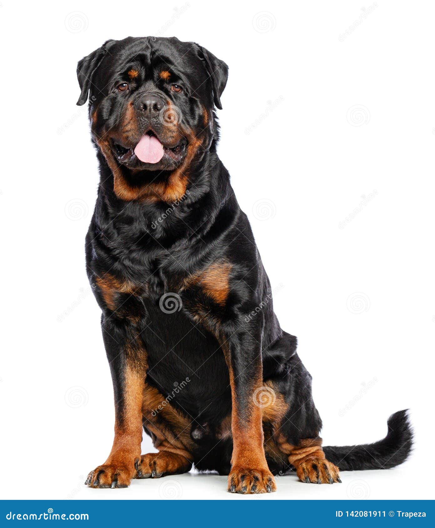 Rottweiler Dog Isolated on Black Background Stock Image - Image of ...