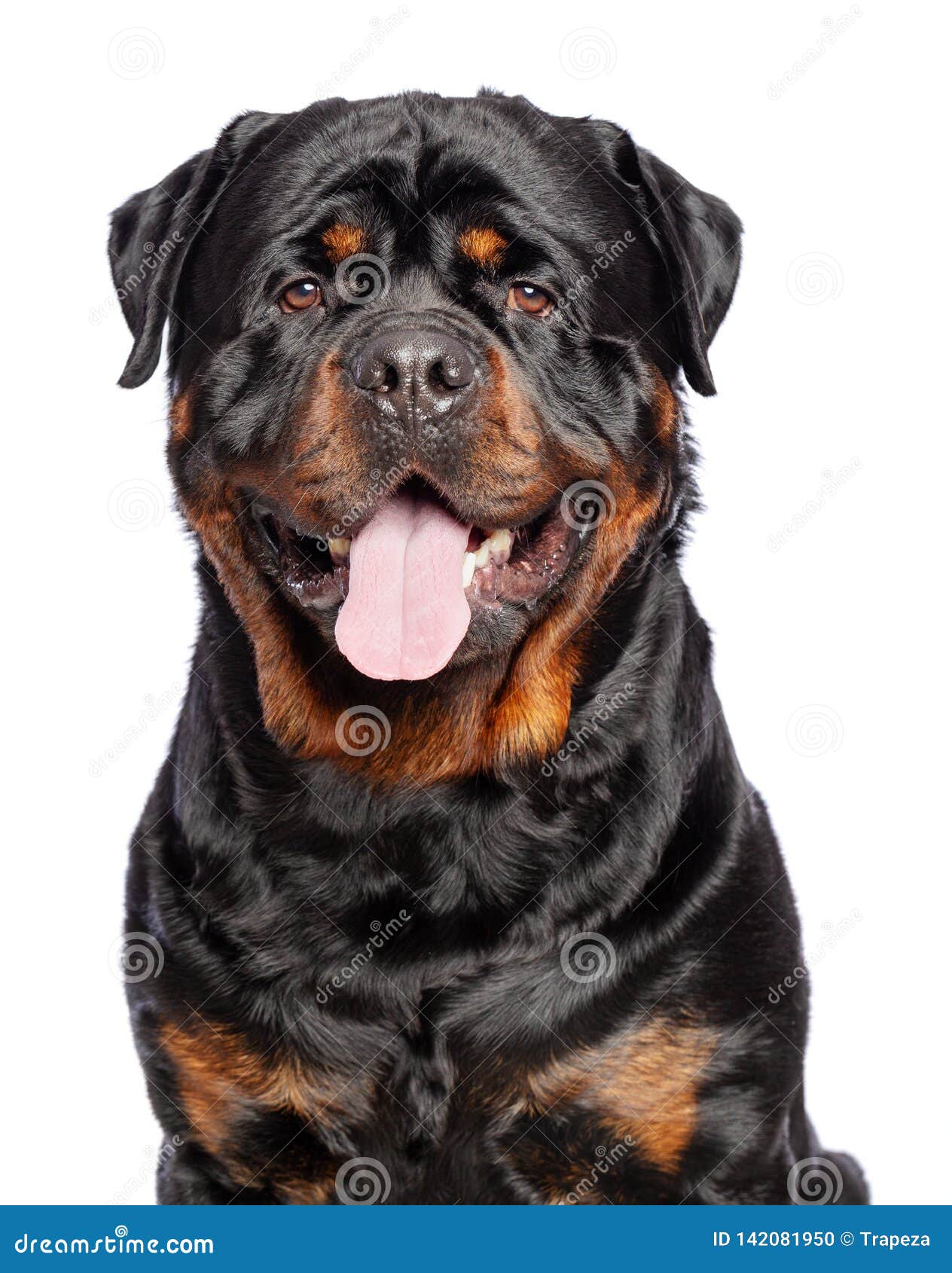 Rottweiler Dog Isolated on Black Background Stock Photo - Image of ...