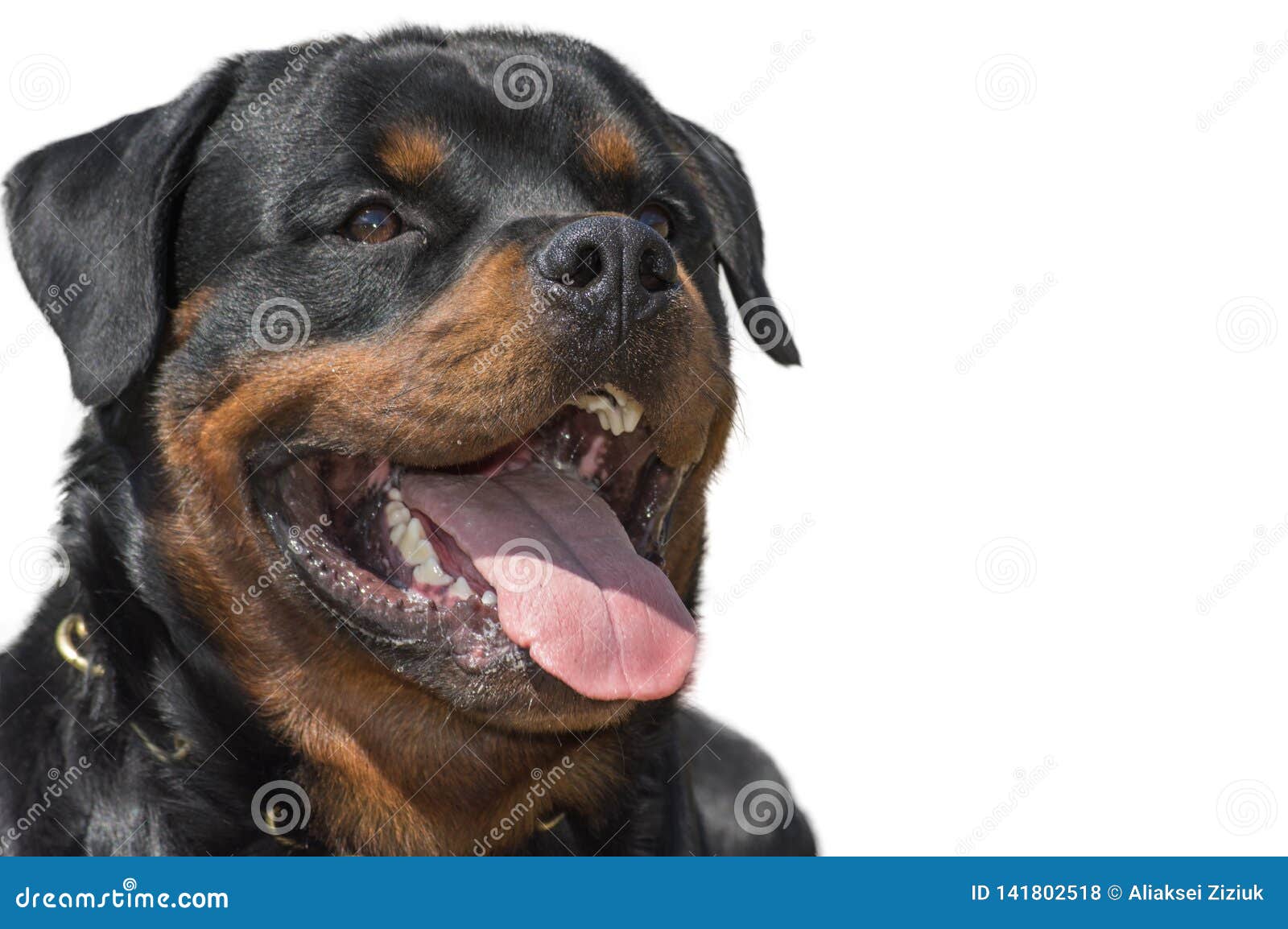 Rottweiler Dog, Isolated, Close-up of Head Stock Photo - Image of mouth ...