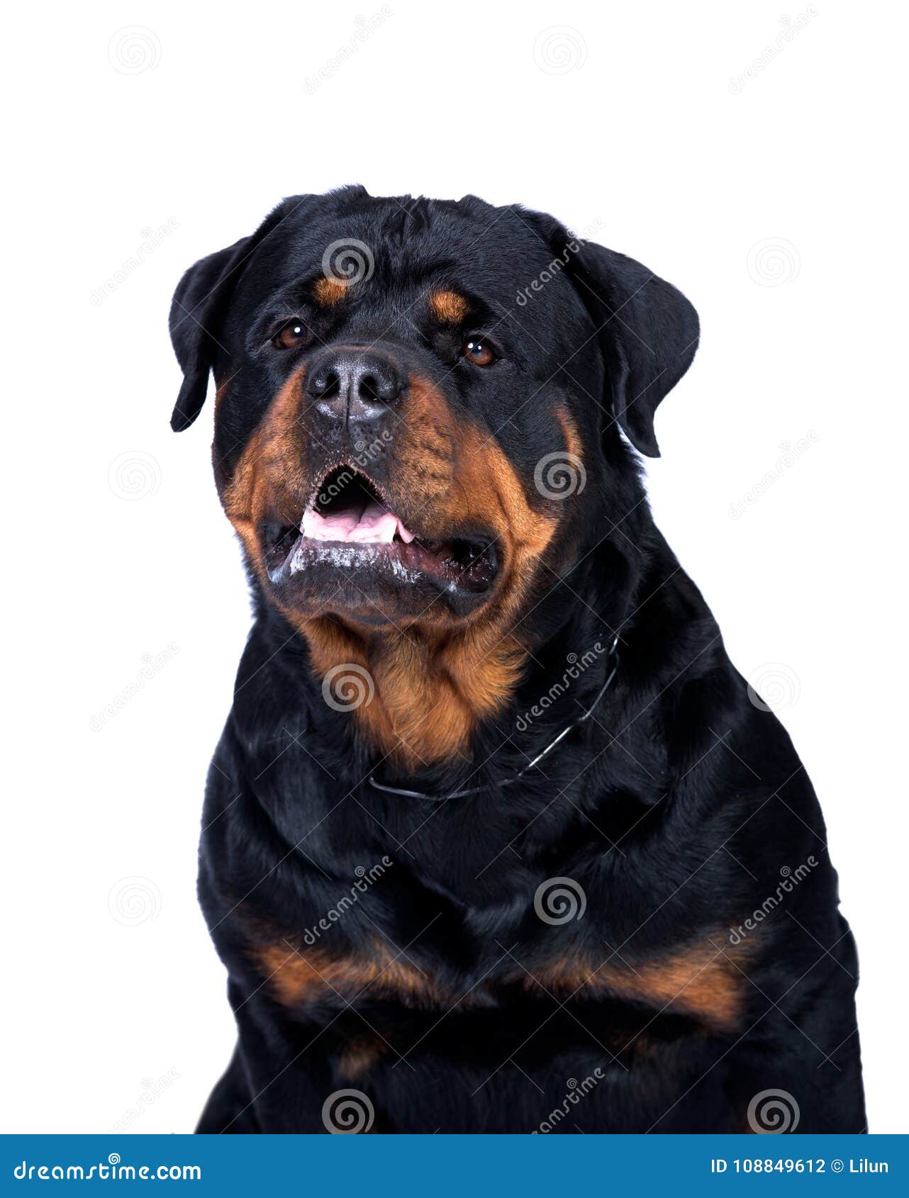 Rottweiler Albino