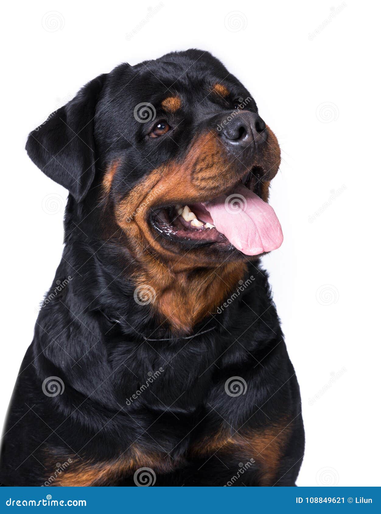 Rottweiler Dog Chain White Photos - Free & Royalty-Free Stock Photos ...
