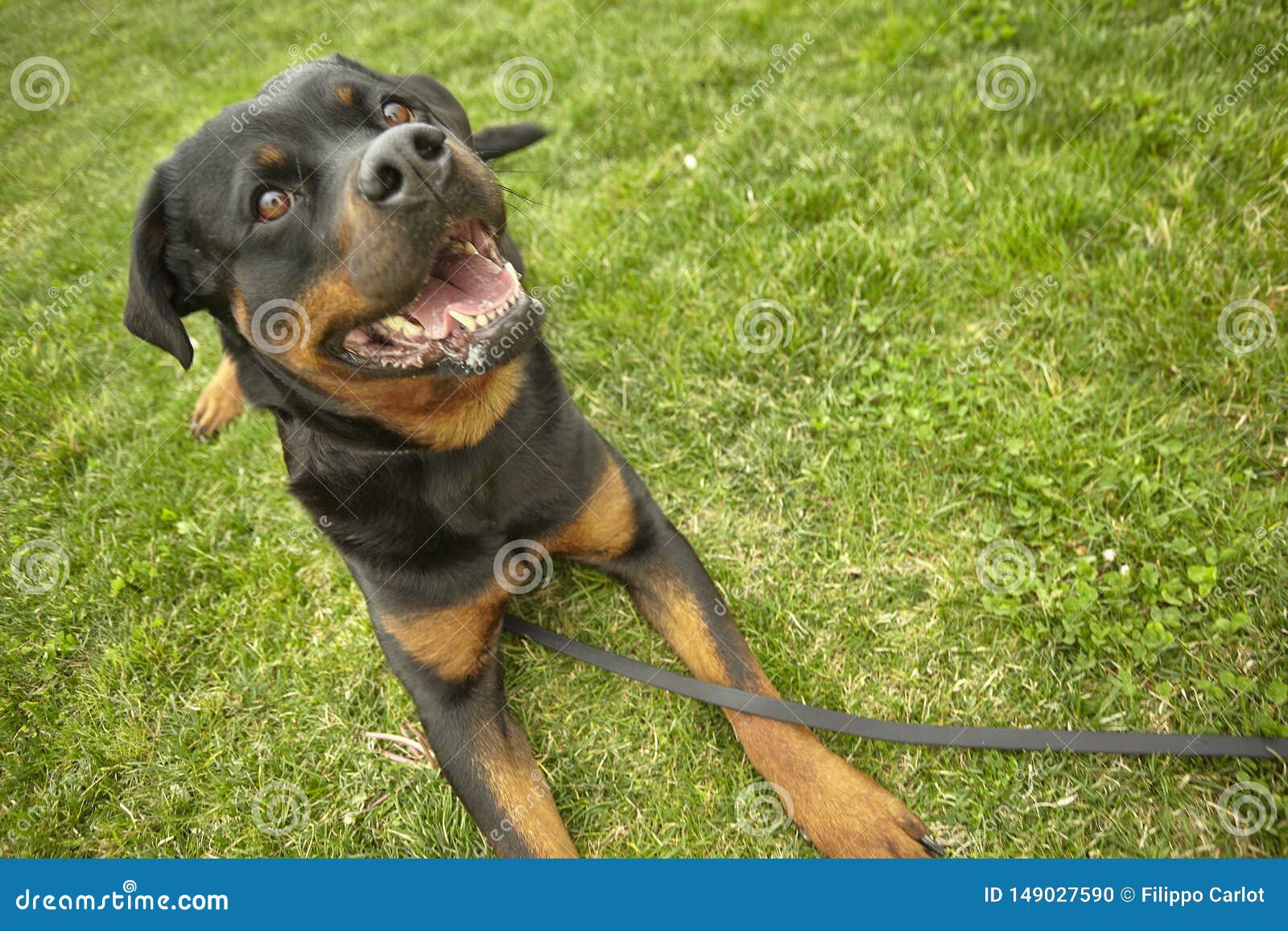 Rottweiler dog at the park stock photo. Image of outdoors - 149027590