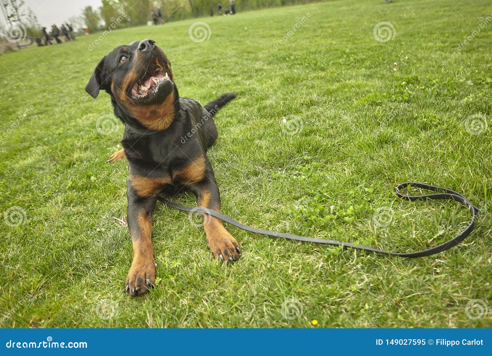 Rottweiler Dog at the Park 3 Stock Image - Image of companion, brown ...