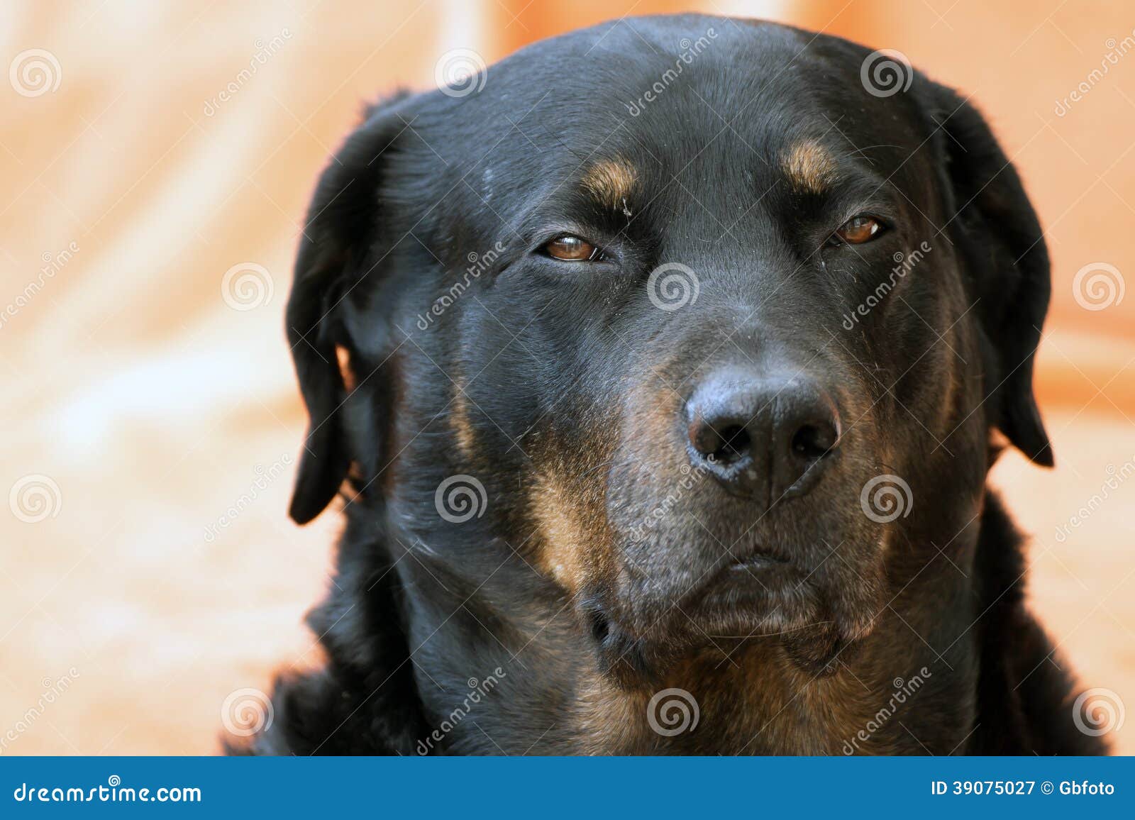 Rottweiler Dog stock image. Image of close, watch, dangerous - 39075027