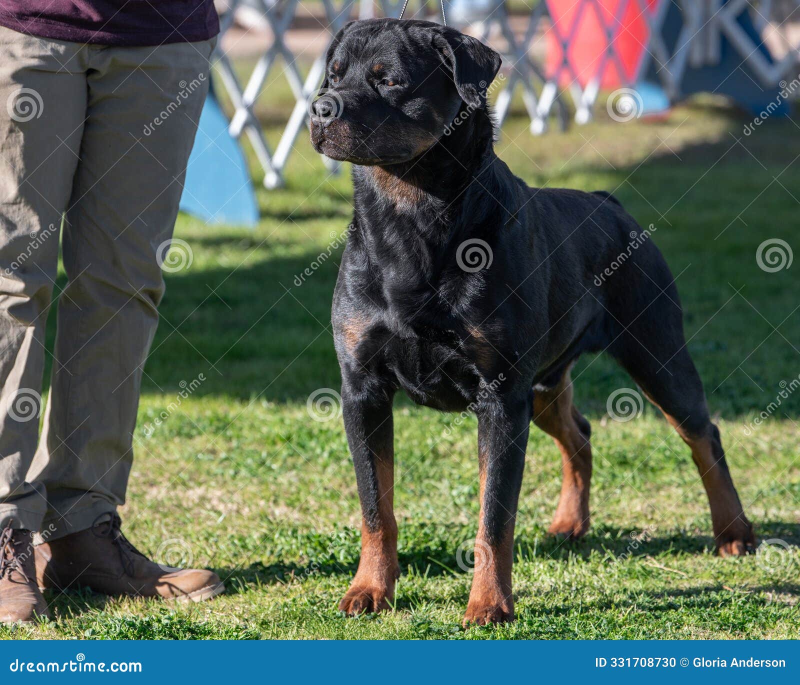 Rottweiler Dog Posing at a Show Stock Photo - Image of breed, ring ...