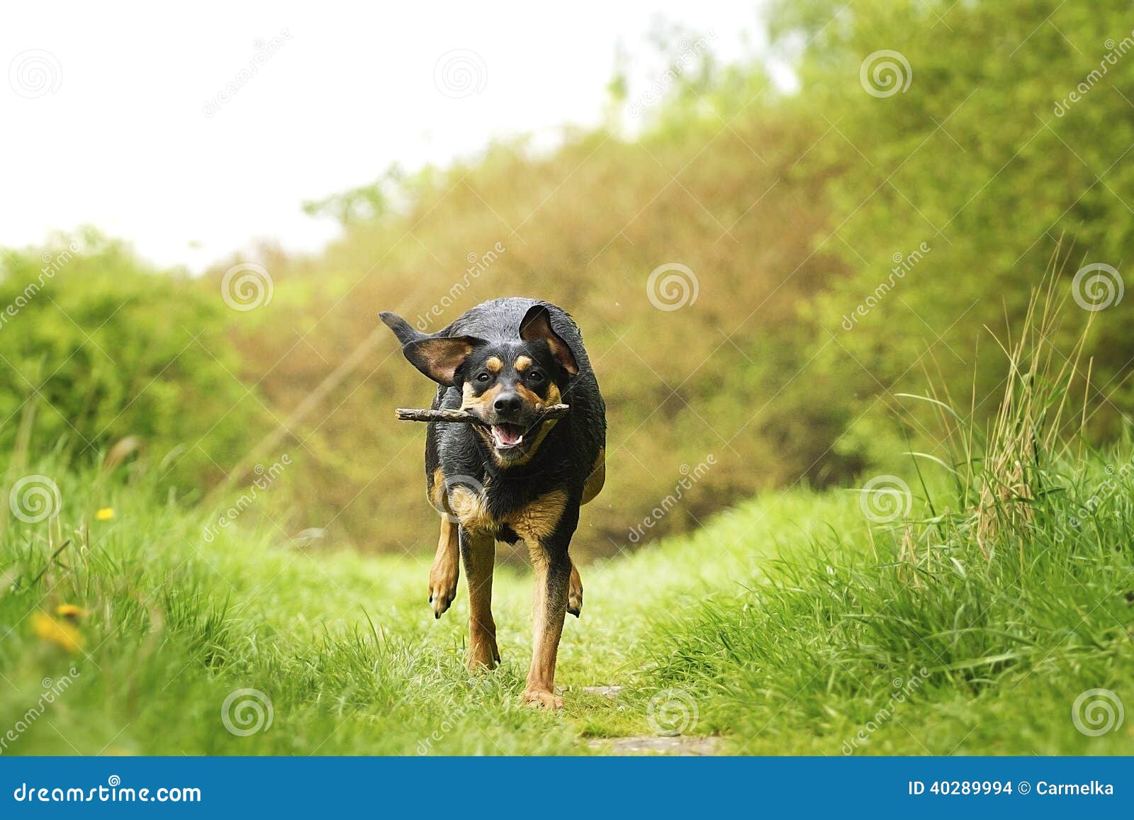 Rottweiler dog stock photo. Image of spring, white, portrait - 40289994