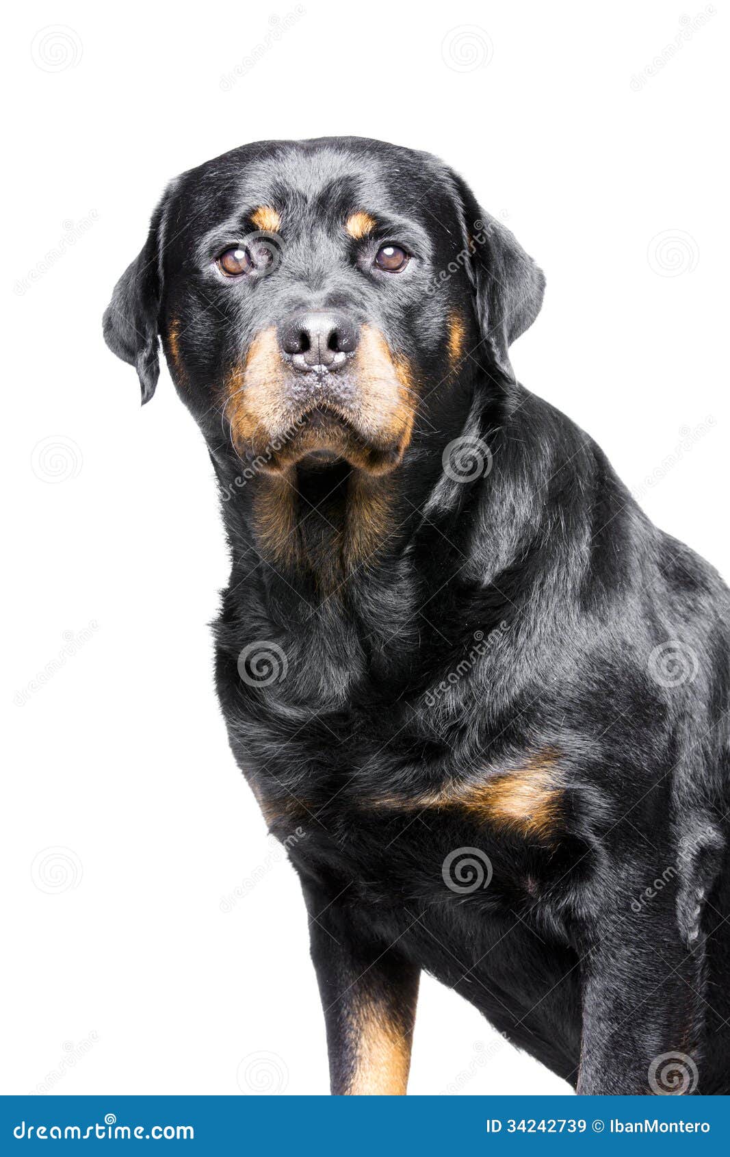Rottweiler dog stock image. Image of good, violent, cute - 34242739