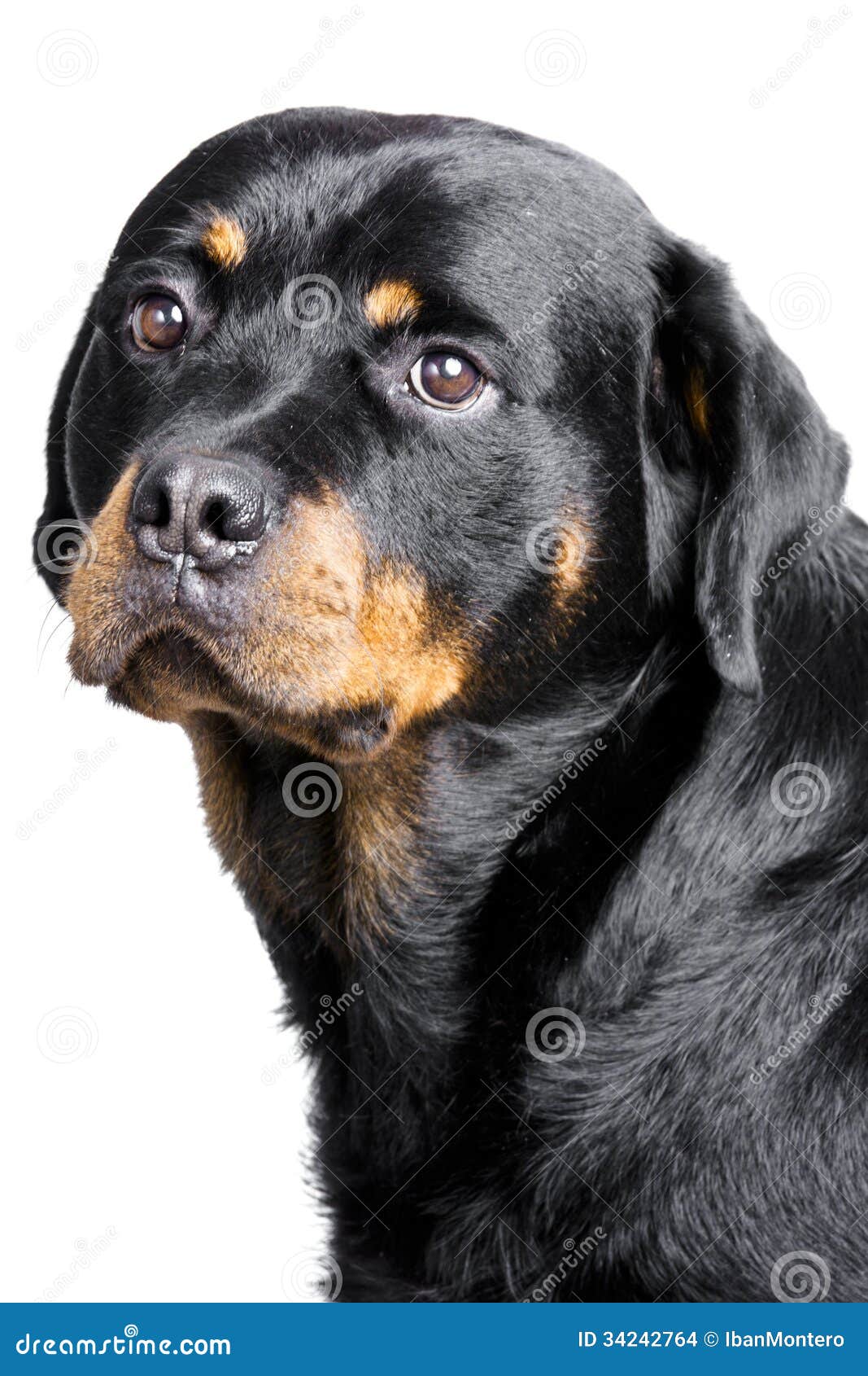 Rottweiler dog stock photo. Image of hound, rottweiler - 34242764