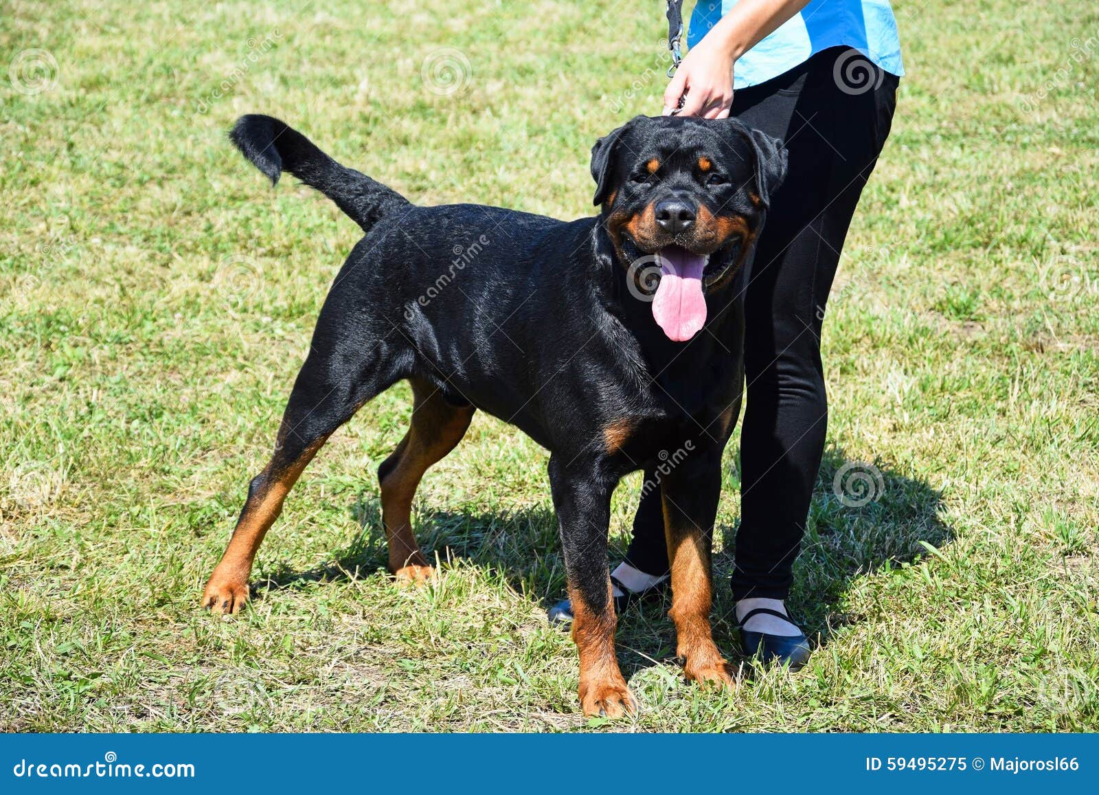 169 Show Rottweiler Stock Photos - Free & Royalty-Free Stock Photos ...