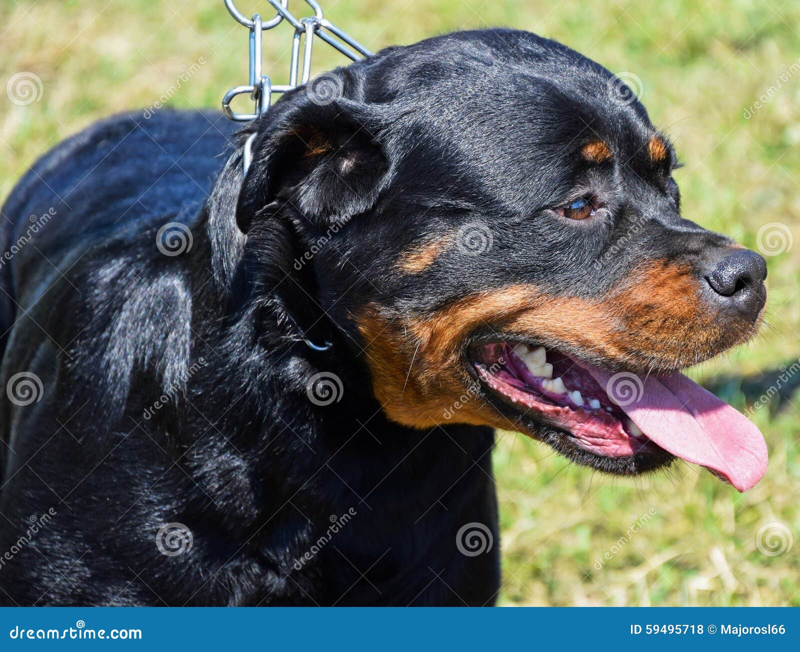 Rottweiler dog stock photo. Image of leash, black, autumn - 59495718