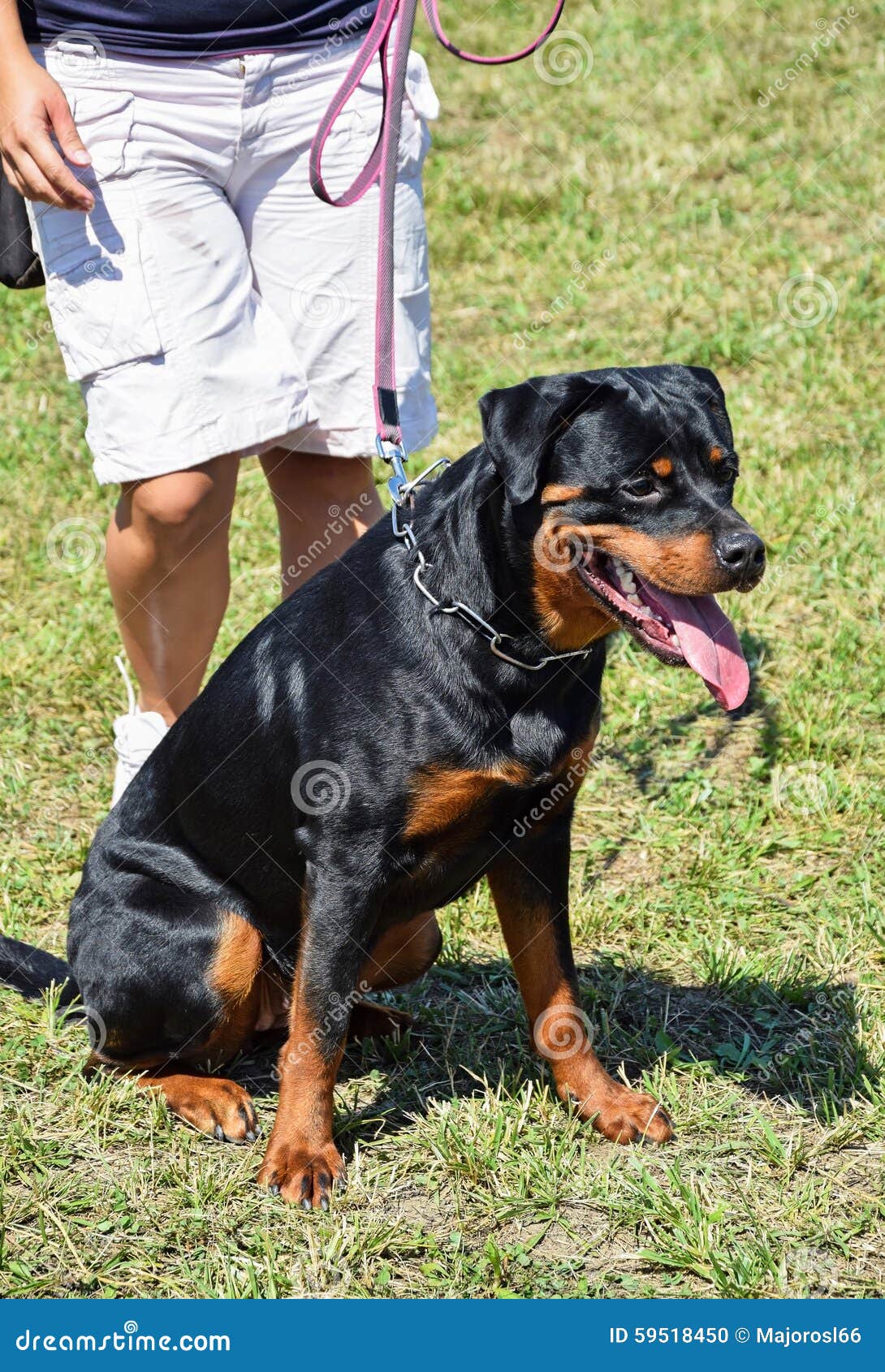 Rottweiler dog stock photo. Image of portrait, standing - 59518450