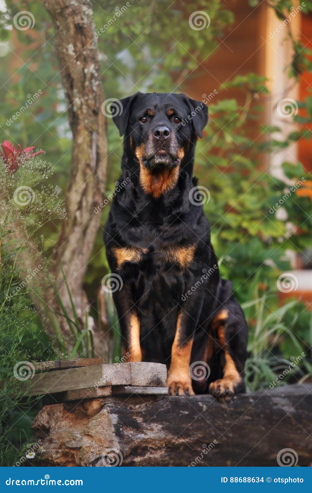 Rottweiler Dog Sitting Outdoors Stock Photo - Image of pedigreed, cute ...