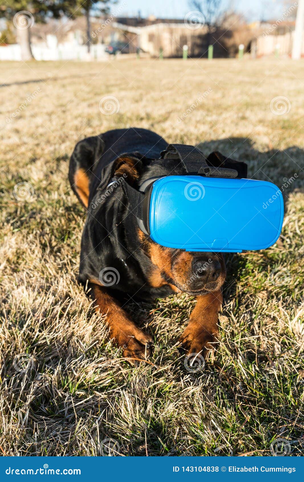 Rottweiler Dog Using a Virtual Reality Headset at a Park Stock Photo ...