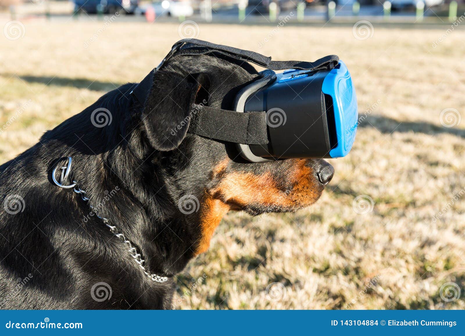 Rottweiler Dog Using a Virtual Reality Headset at a Park Stock Photo ...