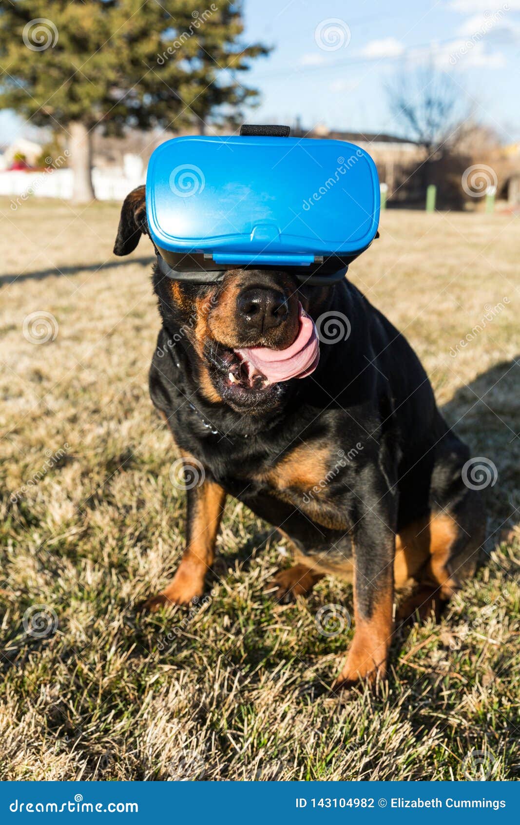 Rottweiler Dog Using a Virtual Reality Headset at a Park Stock Photo ...